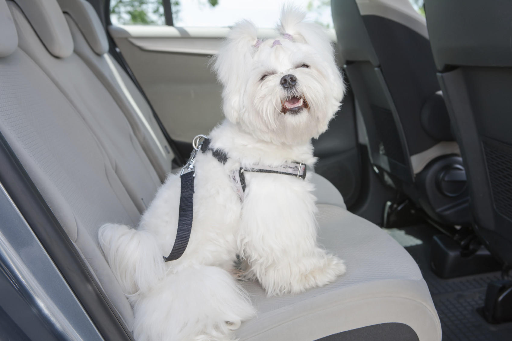Preparing Your Pets for Trips in Your Dodge - Miami Lakes Dodge Blog