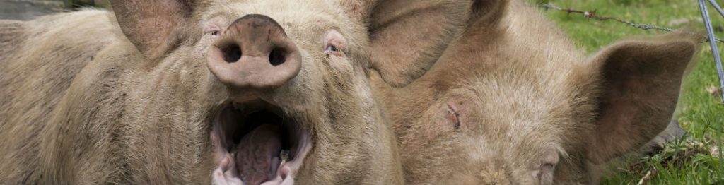 bigstock-Yawning-Pig-54927674_b - Von Schledorn Auto Group